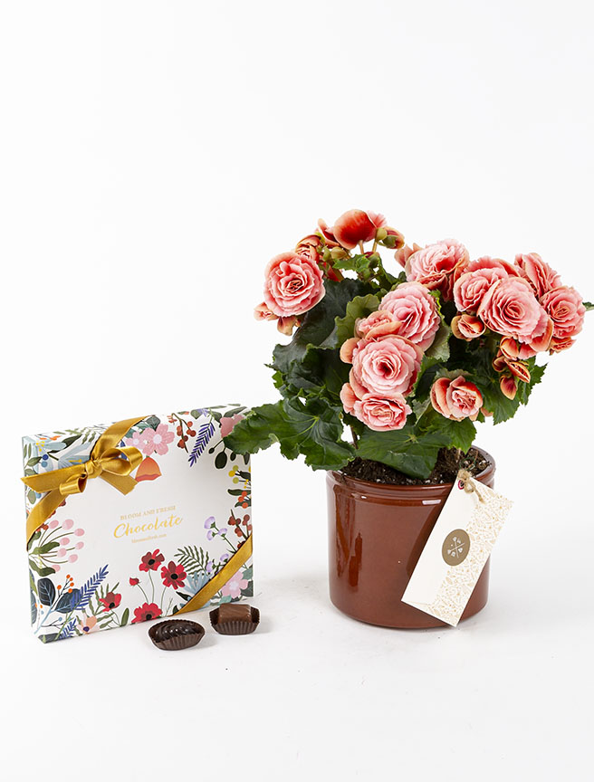 Bola & B&F Chocolate Bundle