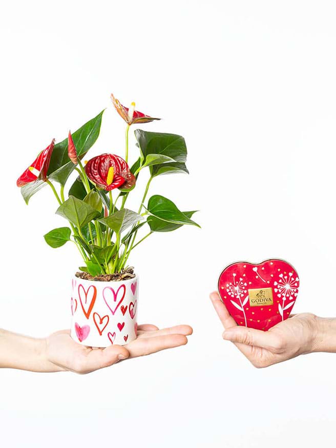 Mini Anthurium & Godiva Bundle