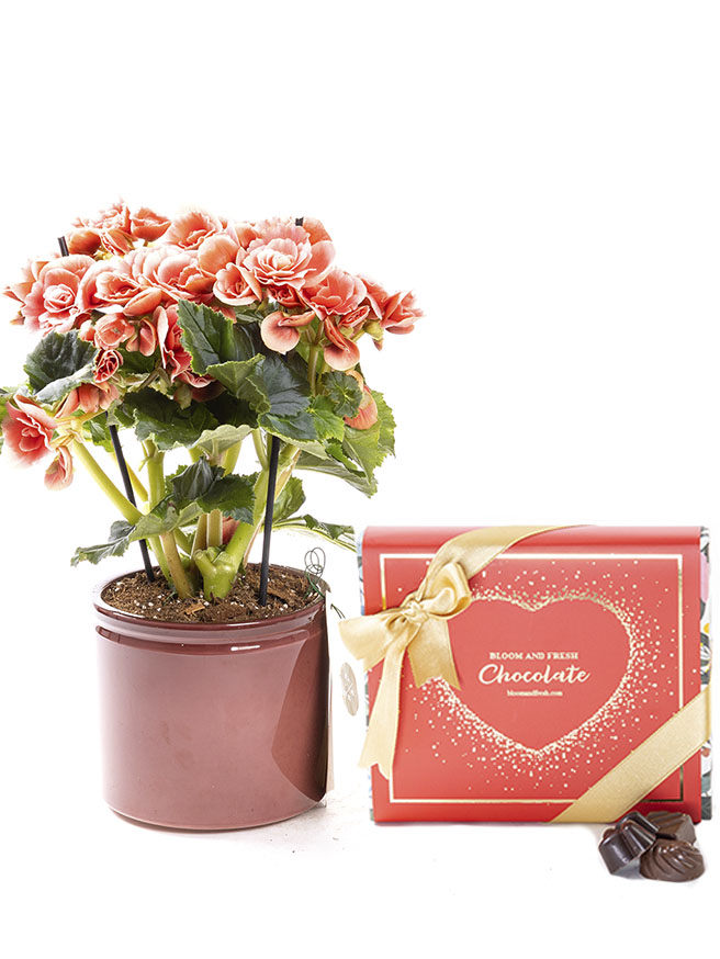 Bola & B&F Chocolate Valentine's (20'li) Bundle